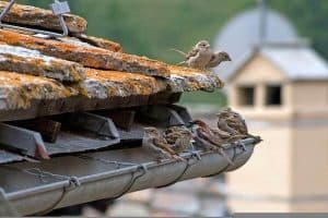 15 Facts About House Sparrows - Bird Feeder Hub