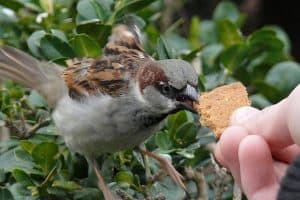 15 Facts About House Sparrows - Bird Feeder Hub
