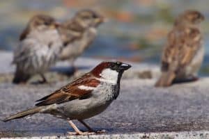 15 Facts About House Sparrows - Bird Feeder Hub