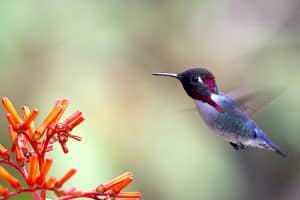 20 Fun Facts About Bee Hummingbirds - Bird Feeder Hub