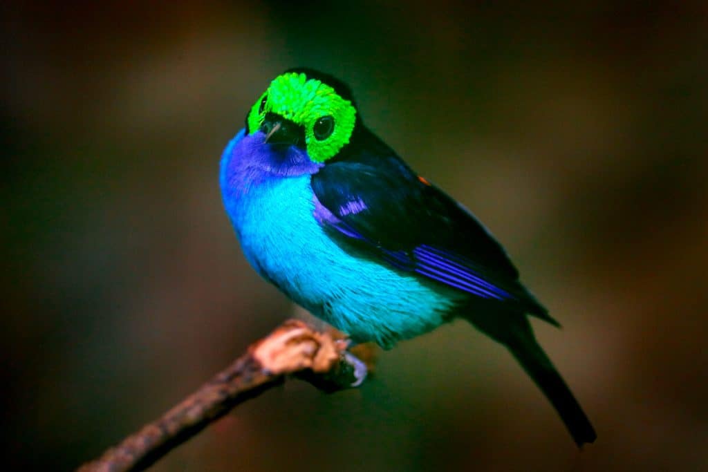 10 Facts About Paradise Tanagers (with Photos) - Bird Feeder Hub