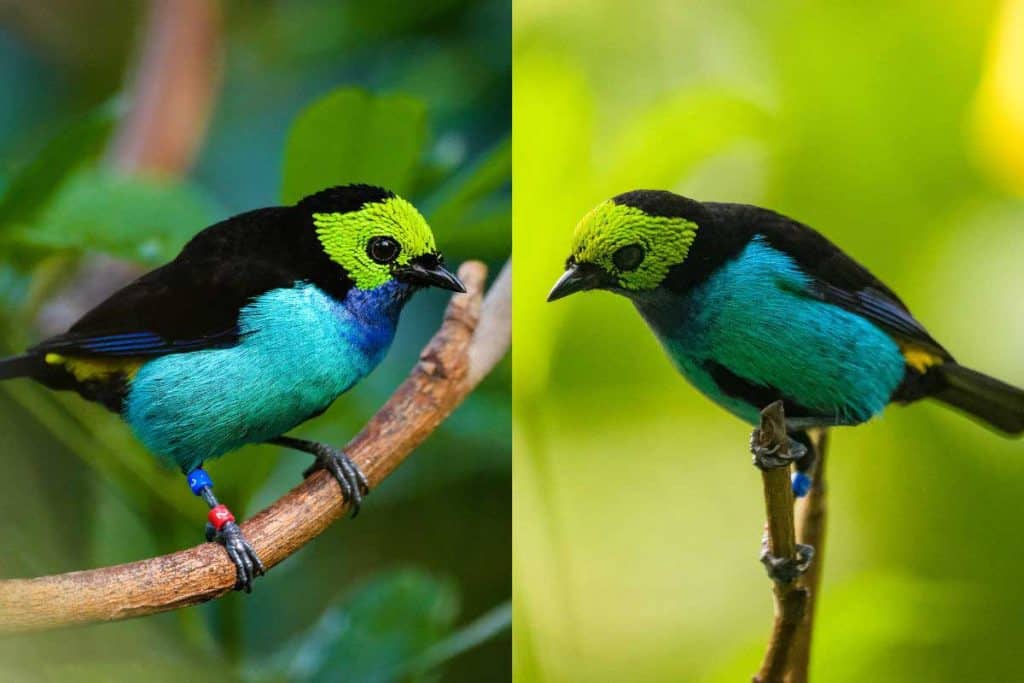 10 Facts About Paradise Tanagers (with Photos) - Bird Feeder Hub