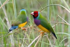 15 Facts About the Gouldian Finch (with Pictures) - Bird Feeder Hub
