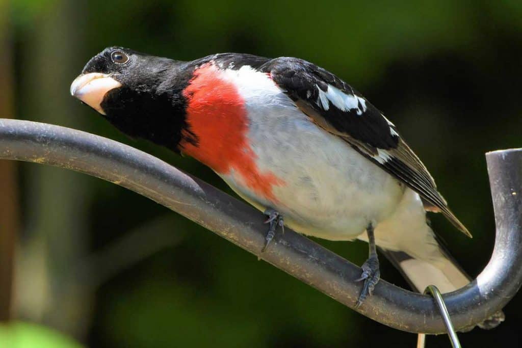 22 Interesting Facts About Rose-breasted Grosbeaks - Bird Feeder Hub