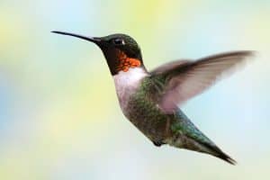 22 Interesting Facts About Ruby-Throated Hummingbirds - Bird Feeder Hub