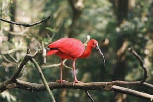 12 Types of Pink Birds (with Photos) - Bird Feeder Hub