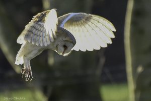 10 Interesting Facts About Owl Legs - Bird Feeder Hub