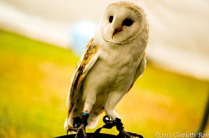 10 Interesting Facts About Owl Legs - Bird Feeder Hub