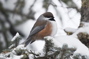 North American Chickadees (Overview) - Bird Feeder Hub
