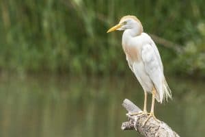 13 Marsh Birds (Facts & Photos) - Bird Feeder Hub