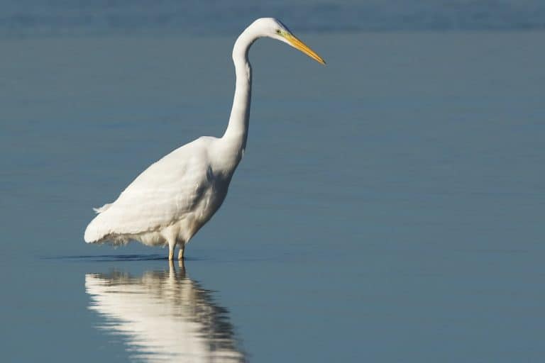 15 Types of White Birds (with Photos) - Bird Feeder Hub