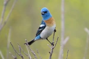 13 Facts About Lazuli Buntings (with Photos) - Bird Feeder Hub