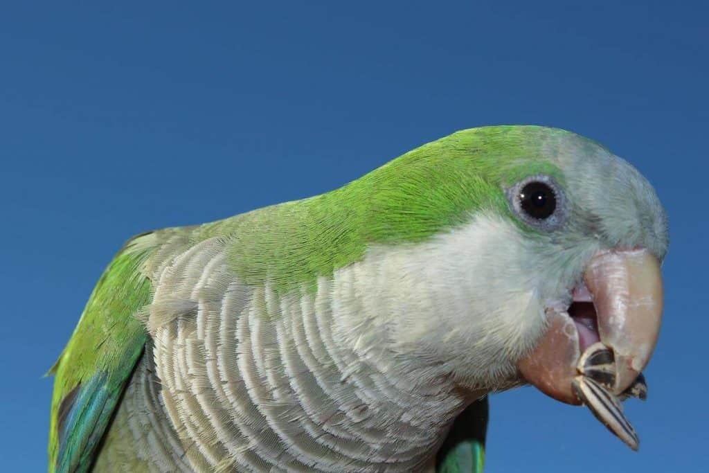 16 Types of Green Birds (with Photos) - Bird Feeder Hub