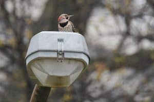 15 Facts About Northern Flickers (with Photos) - Bird Feeder Hub