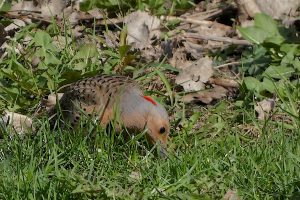 15 Facts About Northern Flickers (with Photos) - Bird Feeder Hub