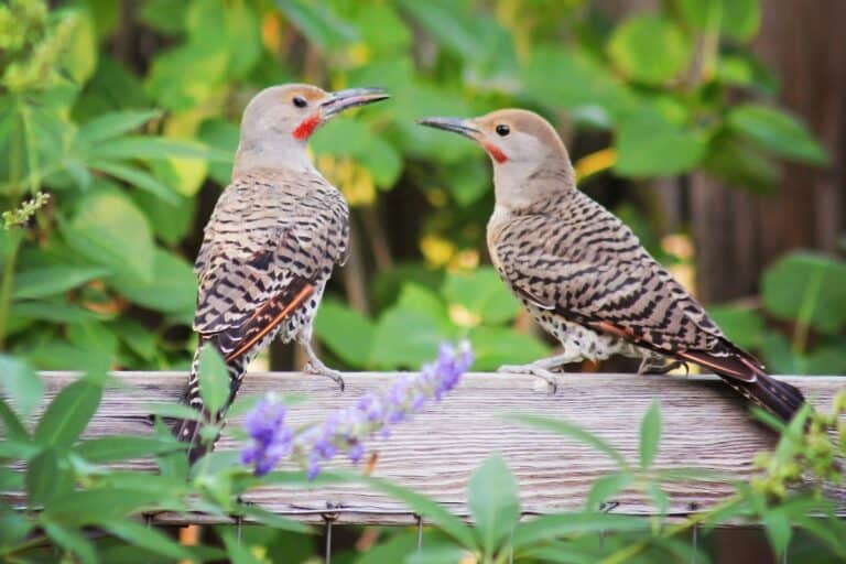 15 Facts About Northern Flickers (with Photos) - Bird Feeder Hub