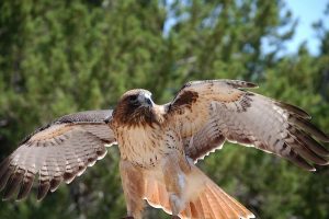 Hawks in Indiana (8 Species With Photos) - Bird Feeder Hub