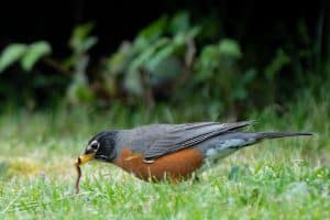 25 Interesting Facts About American Robins - Bird Feeder Hub