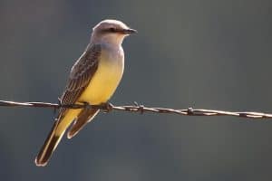 15 Types of Yellow Birds (with Photos) - Bird Feeder Hub