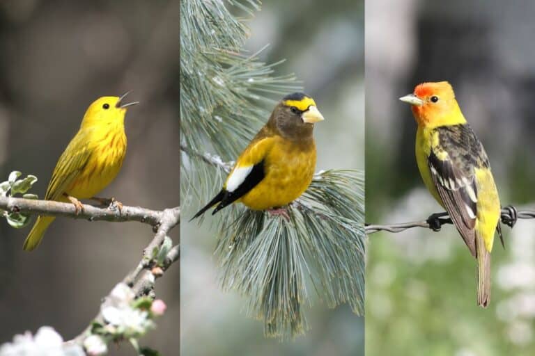 Here are 15 Types of Yellow Birds (With Pictures) - Bird Feeder Hub