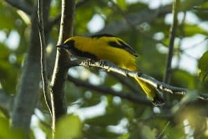 Here are 15 Types of Yellow Birds (With Pictures) - Bird Feeder Hub