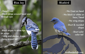 Bluebirds VS Blue Jays (9 Differences) - Bird Feeder Hub