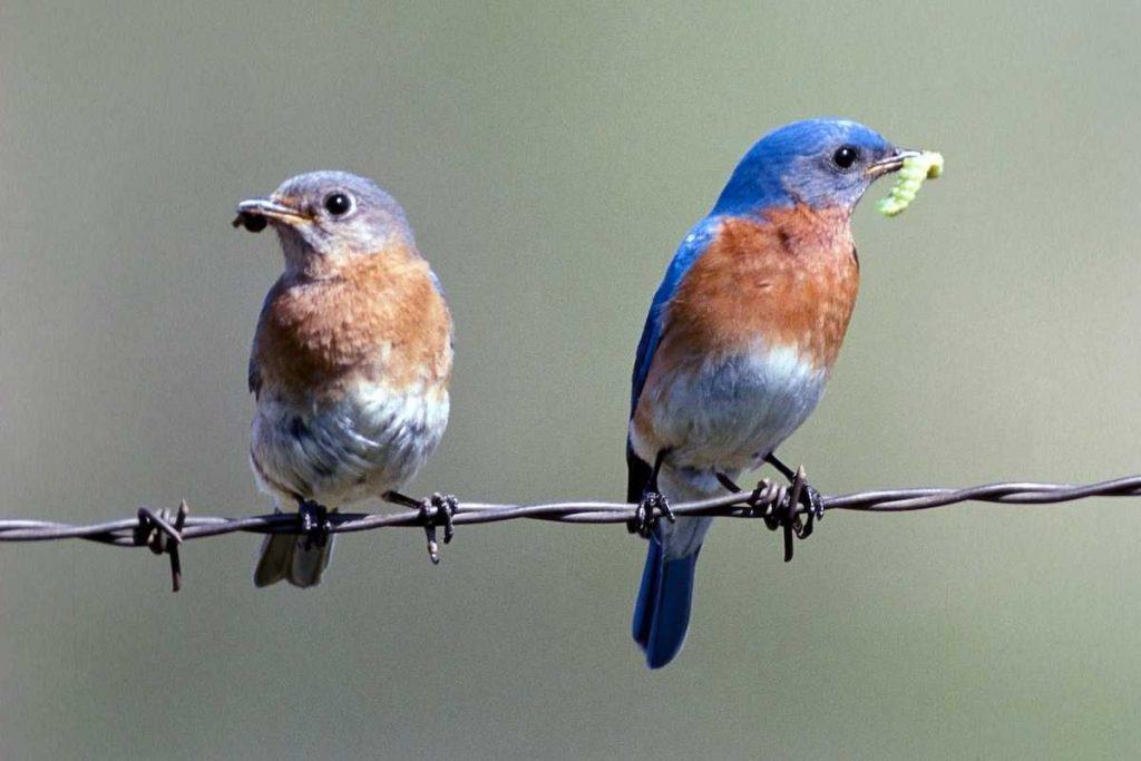 Male vs Female Bluebirds (3 Main Differences) - Bird Feeder Hub