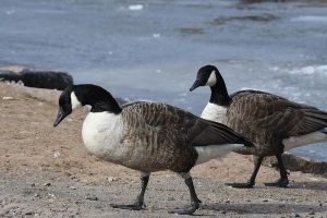 12 Pond Birds (Photos & Facts) - Bird Feeder Hub