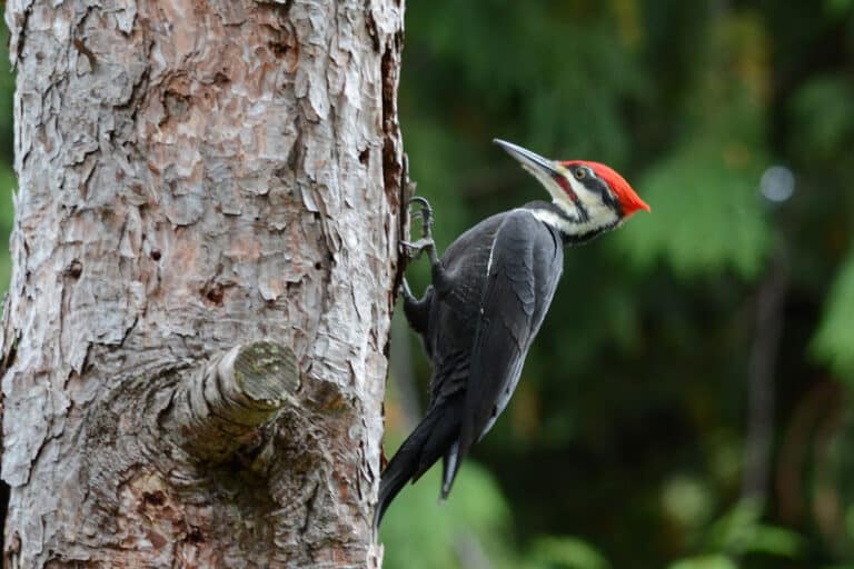 7 Types of Woodpeckers in Ohio (with Photos) - Bird Feeder Hub