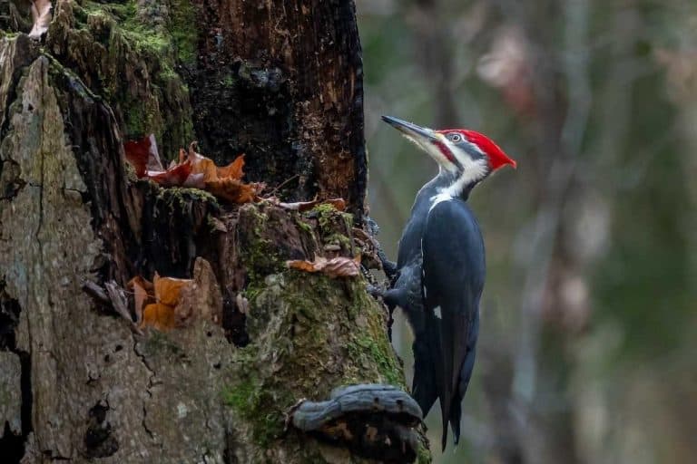 15 Birds that Live in Forests - Bird Feeder Hub