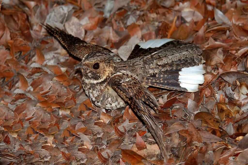 18 Birds in Puerto Rico (Endemic Species) - Bird Feeder Hub