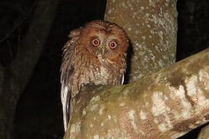 18 Birds in Puerto Rico (Endemic Species) - Bird Feeder Hub