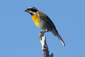18 Birds in Puerto Rico (Endemic Species) - Bird Feeder Hub