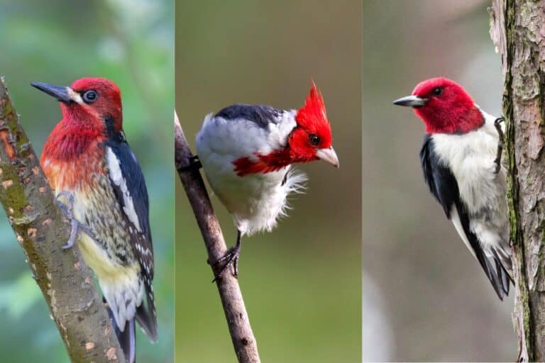 22 Species of Birds with Red Heads (Photos) - Bird Feeder Hub