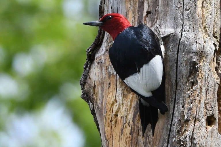 11 Red Birds in North Carolina (with Photos) - Bird Feeder Hub