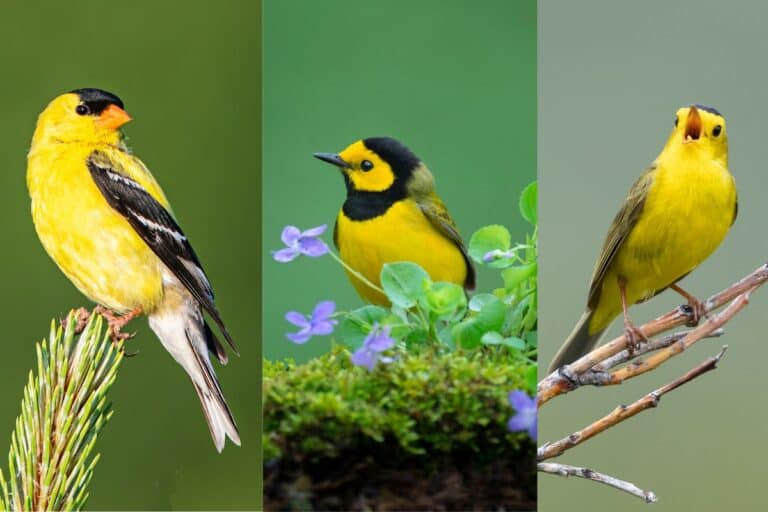 24 Small Yellow Birds (with Pictures) - Bird Feeder Hub