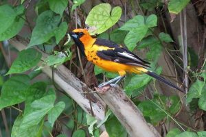 9 Types of Orioles in the United States (Pictures) - Bird Feeder Hub