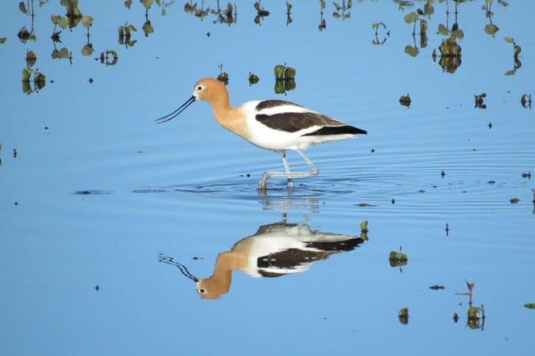 12 Pond Birds (Photos & Facts) - Bird Feeder Hub