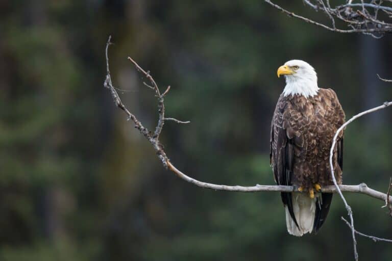 Birds with 9 Letters (Pics & Facts) - Bird Feeder Hub