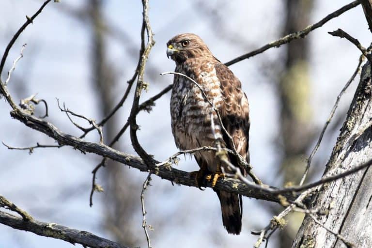 9 Majestic Hawks in Minnesota (Pictures) - Bird Feeder Hub