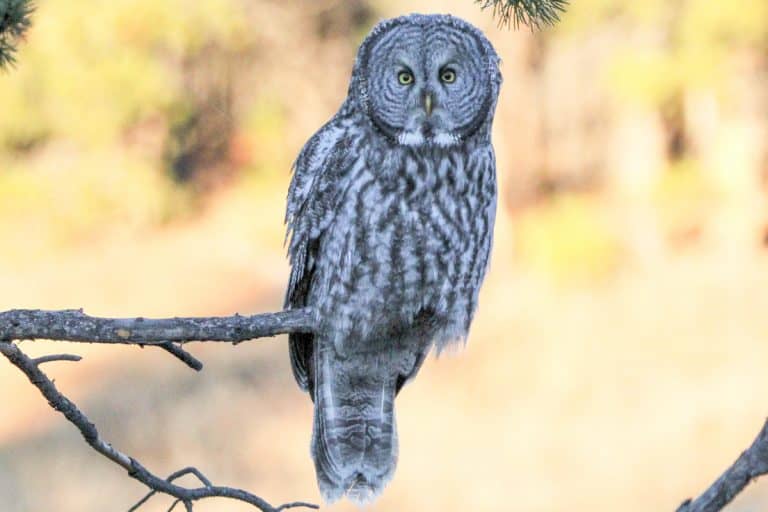 8 of the Largest Owls (with Photos) - Bird Feeder Hub