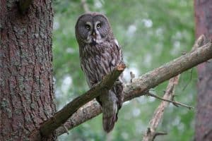 14 Owls in Oregon (Common & Rare) - Bird Feeder Hub