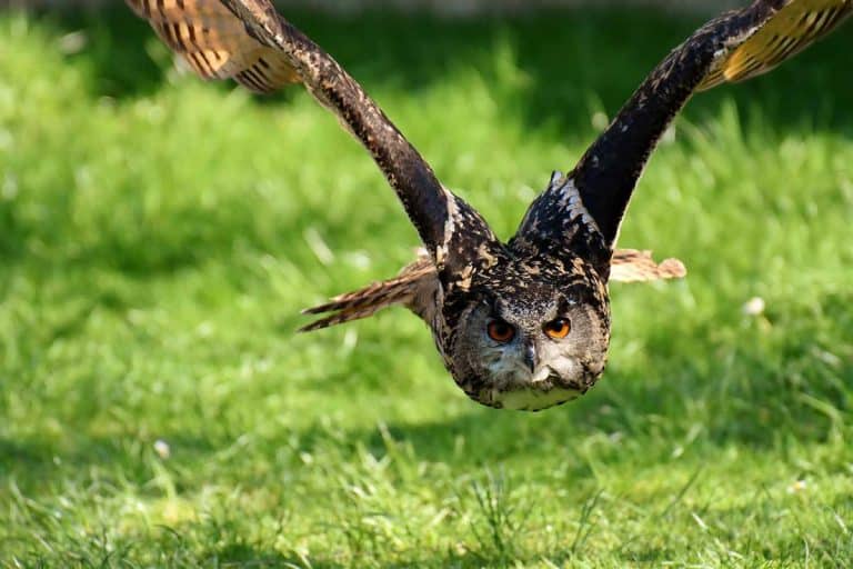 Owl Symbolism (Meanings & Interpretations) - Bird Feeder Hub