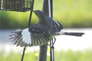16 Birds with White Stripes on Their Wings - Bird Feeder Hub