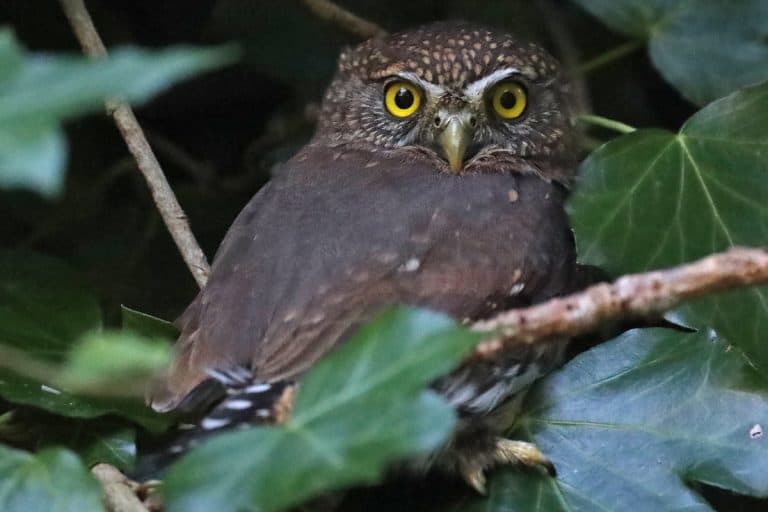 11 Adorable Small Owls in North America (Pictures) - Bird Feeder Hub