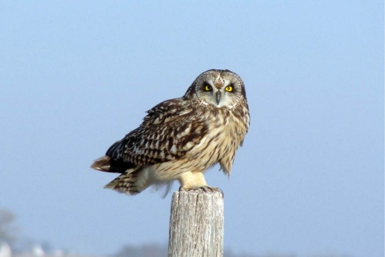 14 Owls in Oregon (Common & Rare) - Bird Feeder Hub