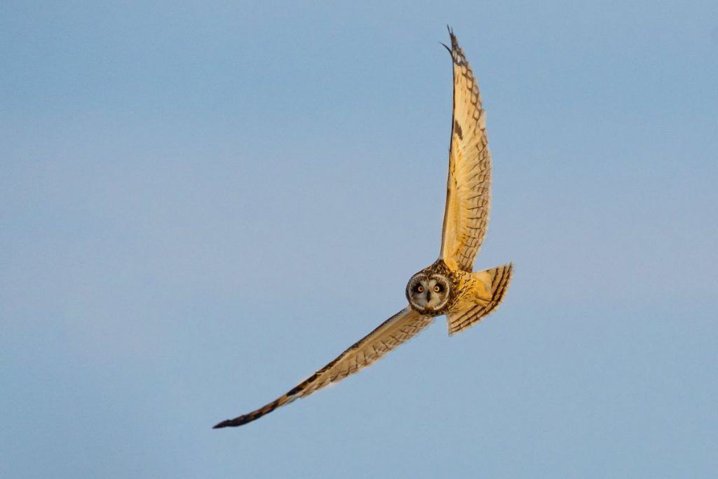 How High Can Birds Fly? (Examples) - Bird Feeder Hub