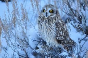 Do Owls Eat Snakes? (Answered) - Bird Feeder Hub