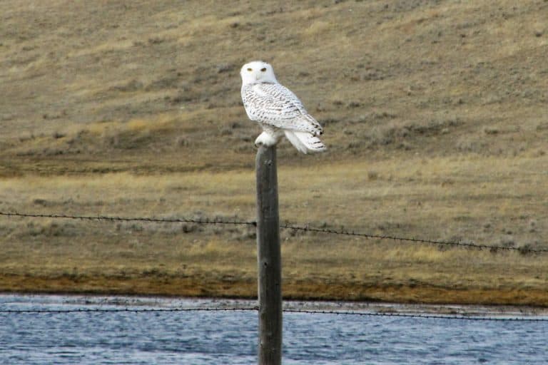 31 Quick Facts About Snowy Owls - Bird Feeder Hub