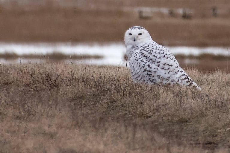 14 Owls in Oregon (Common & Rare) - Bird Feeder Hub